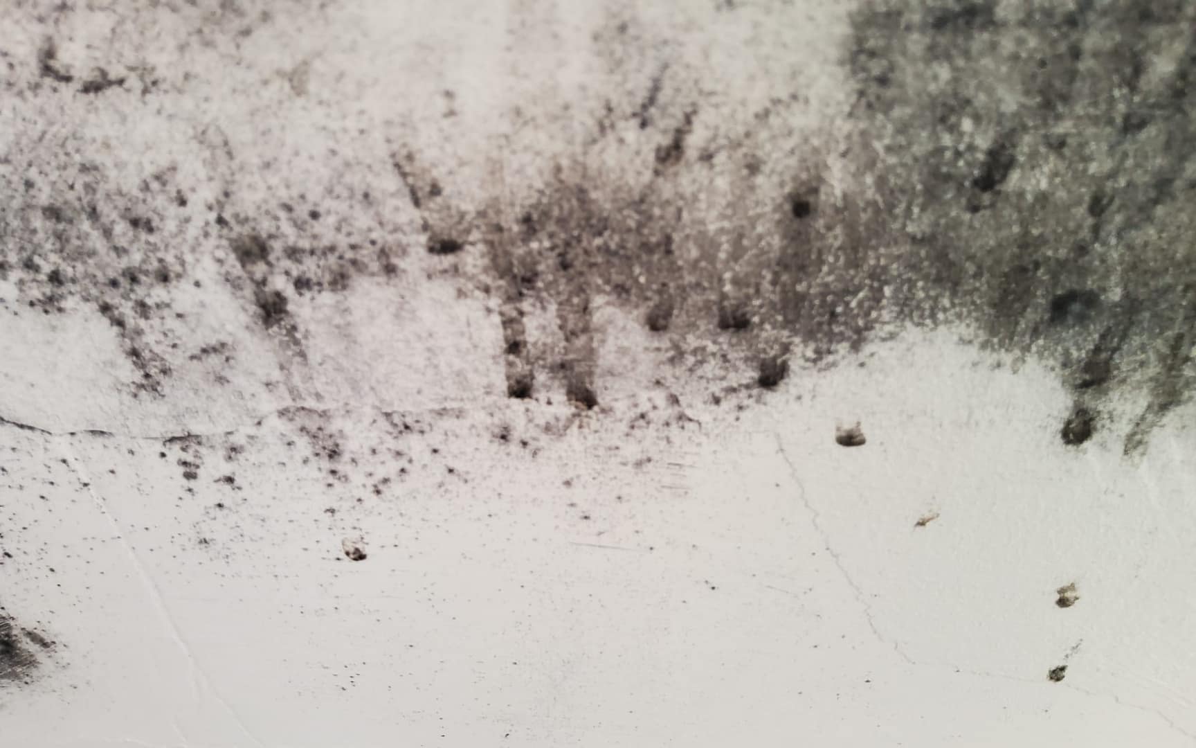 Different Types Of Damp And Mould | National Claims